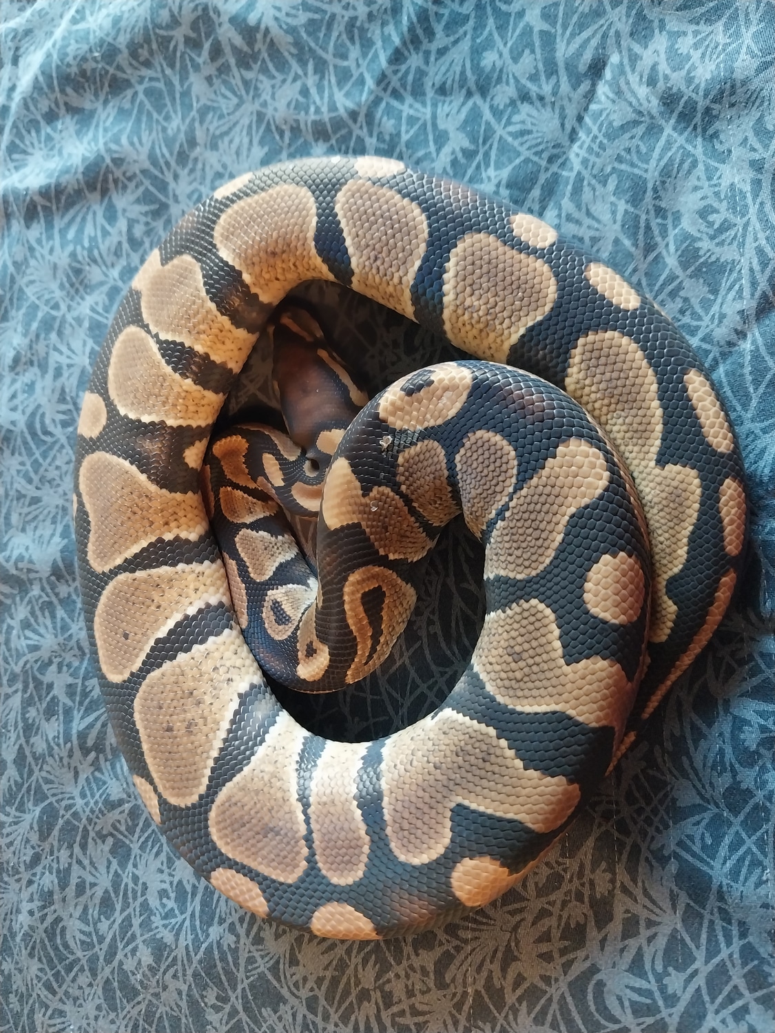 Het Albino 50% Het Tri-stripe Ball Python by Canyon Country Reptiles ...