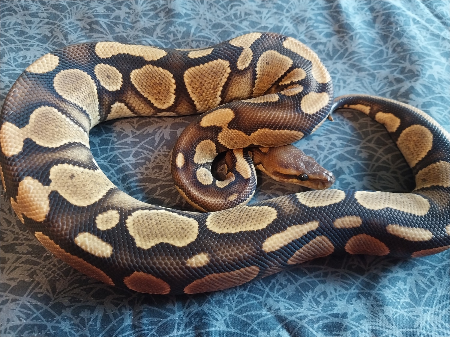Mahogany 66% Het Hypo 50% Het Genetic Stripe Ball Python by Canyon ...