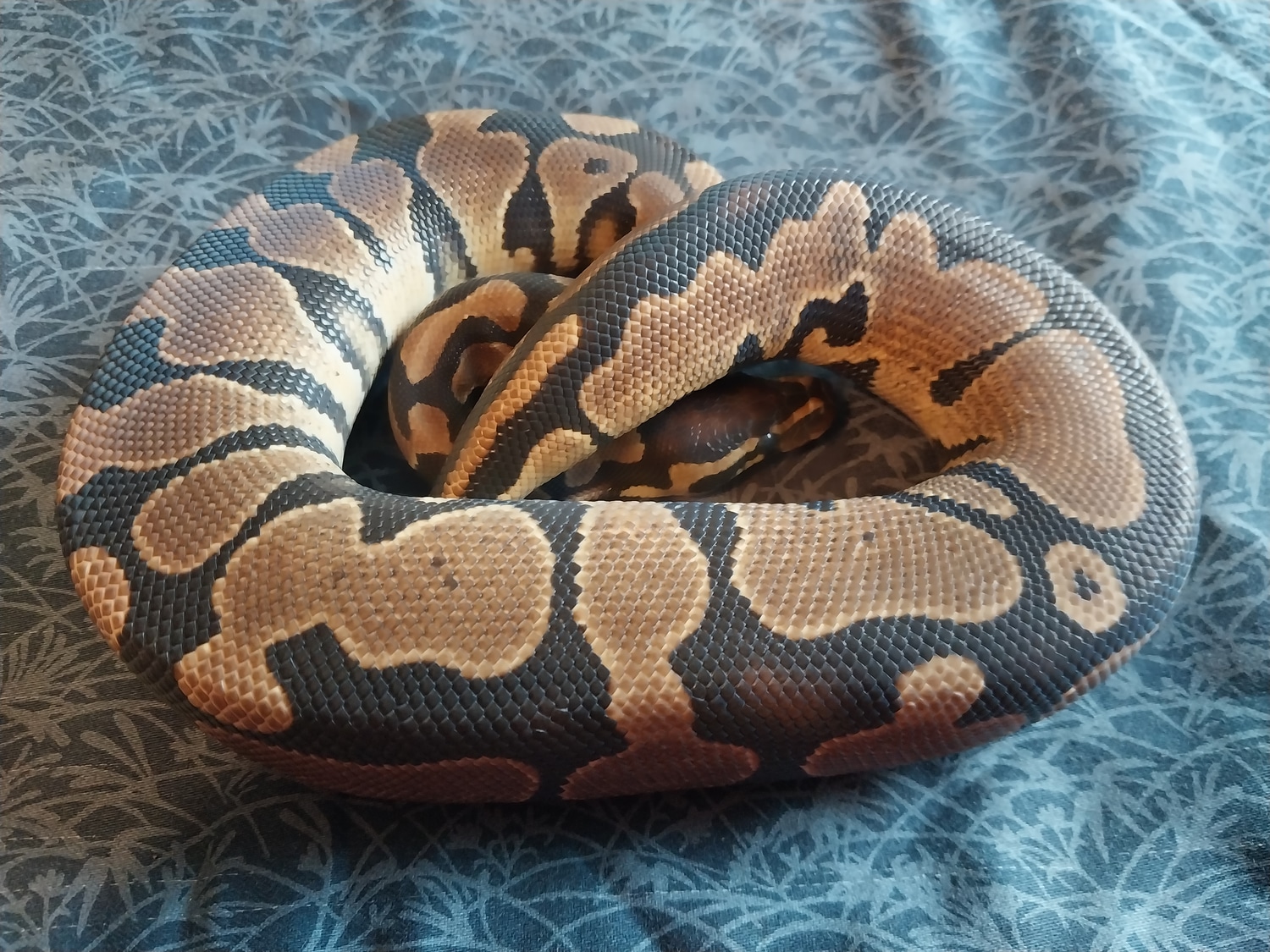 Lace Het Orange Ghost Ball Python by Canyon Country Reptiles - MorphMarket
