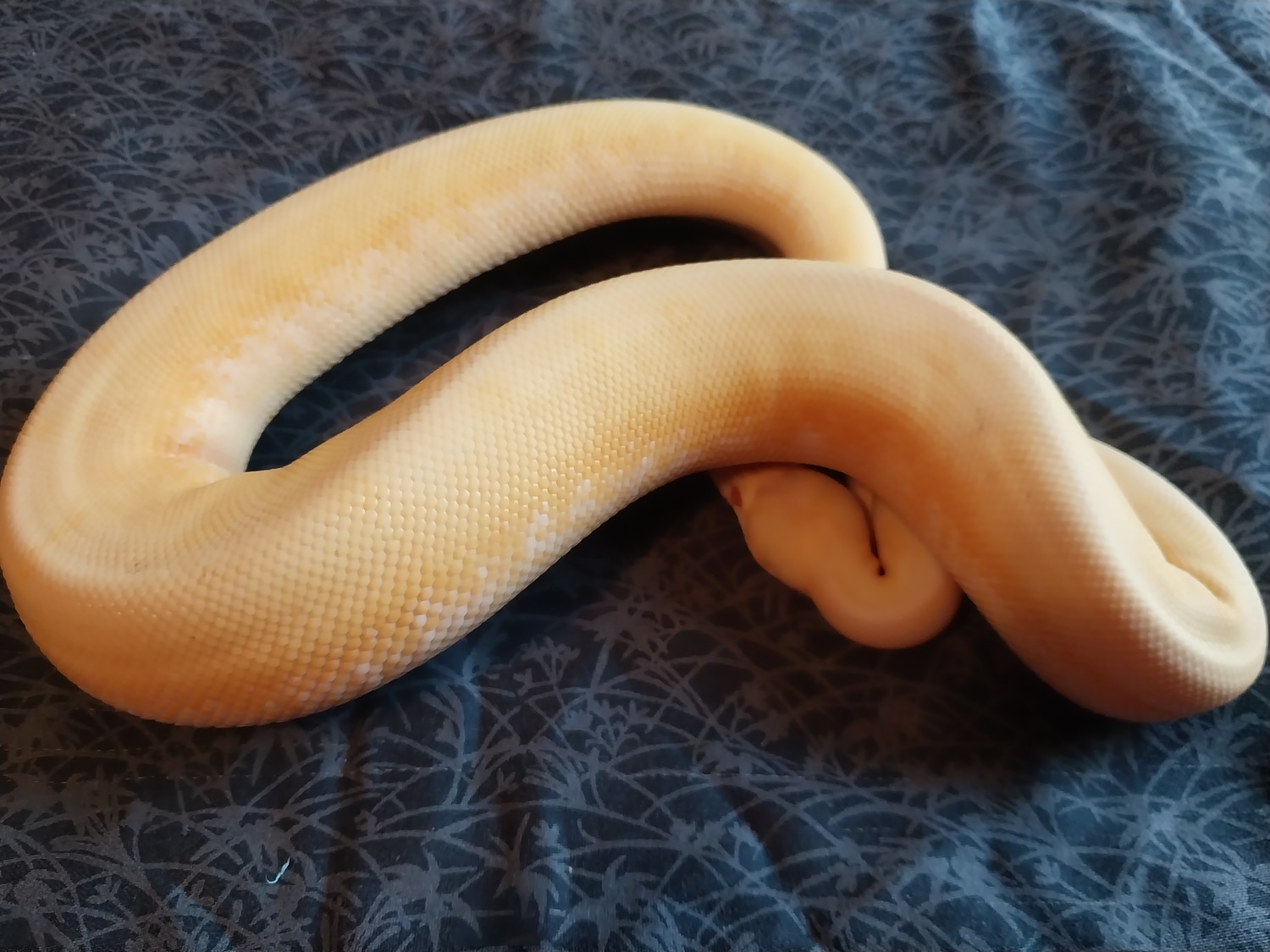 Albino Enchi Spider Leopard 50% Het Tri-stripe Ball Python by Canyon Country Reptiles - MorphMarket