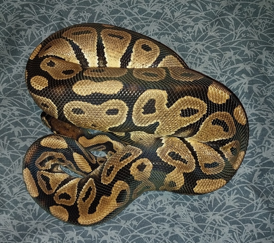 Yellowbelly Ball Python by Canyon Country Reptiles