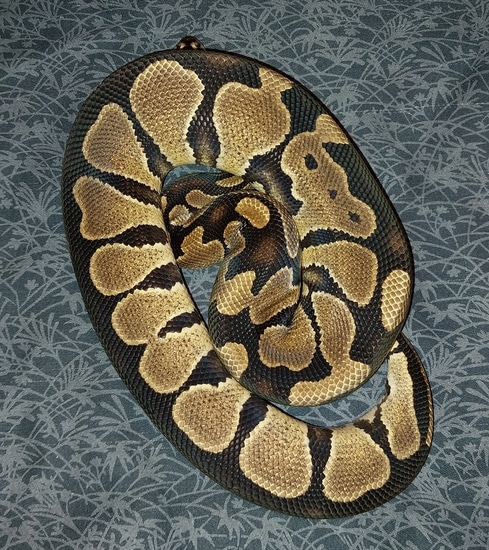 Het Orange Ghost Ball Python by Canyon Country Reptiles