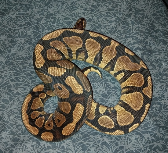Lace Het Orange Ghost Ball Python by Canyon Country Reptiles
