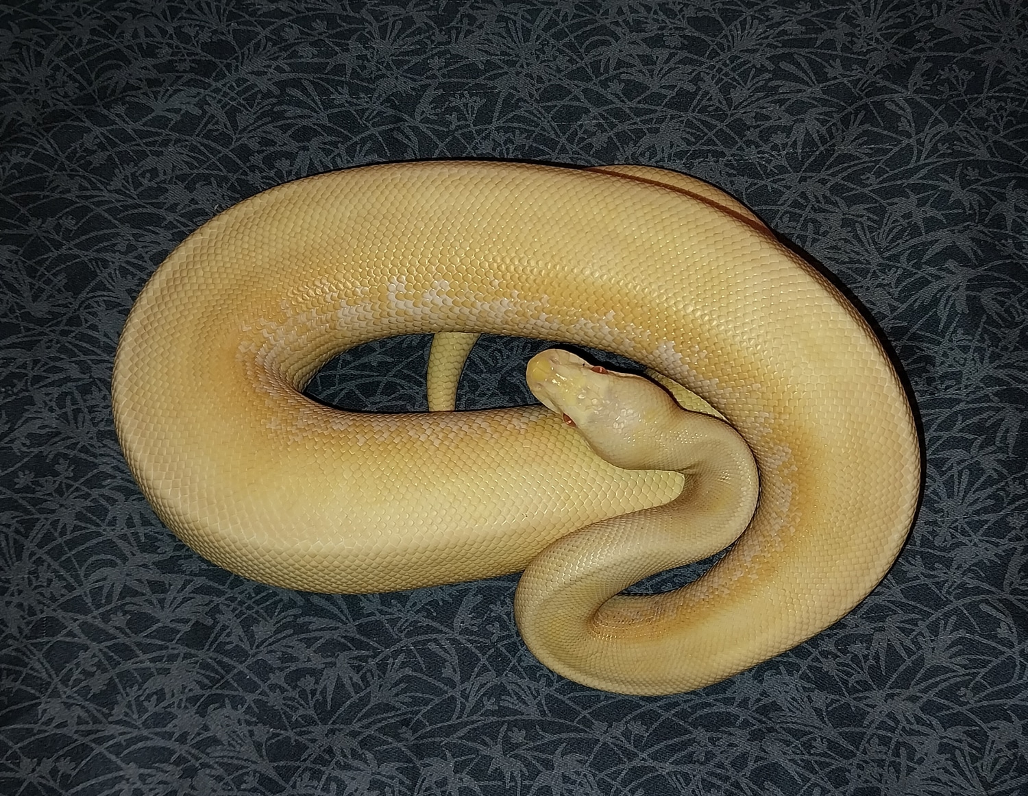 Albino Enchi Spider Leopard 50% Het Tri-stripe Ball Python by Canyon Country Reptiles - MorphMarket