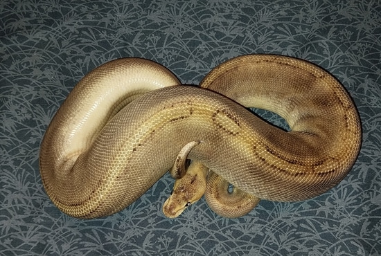 Champagne Het VPI Axanthic Het Genetic Stripe Ball Python by Canyon ...