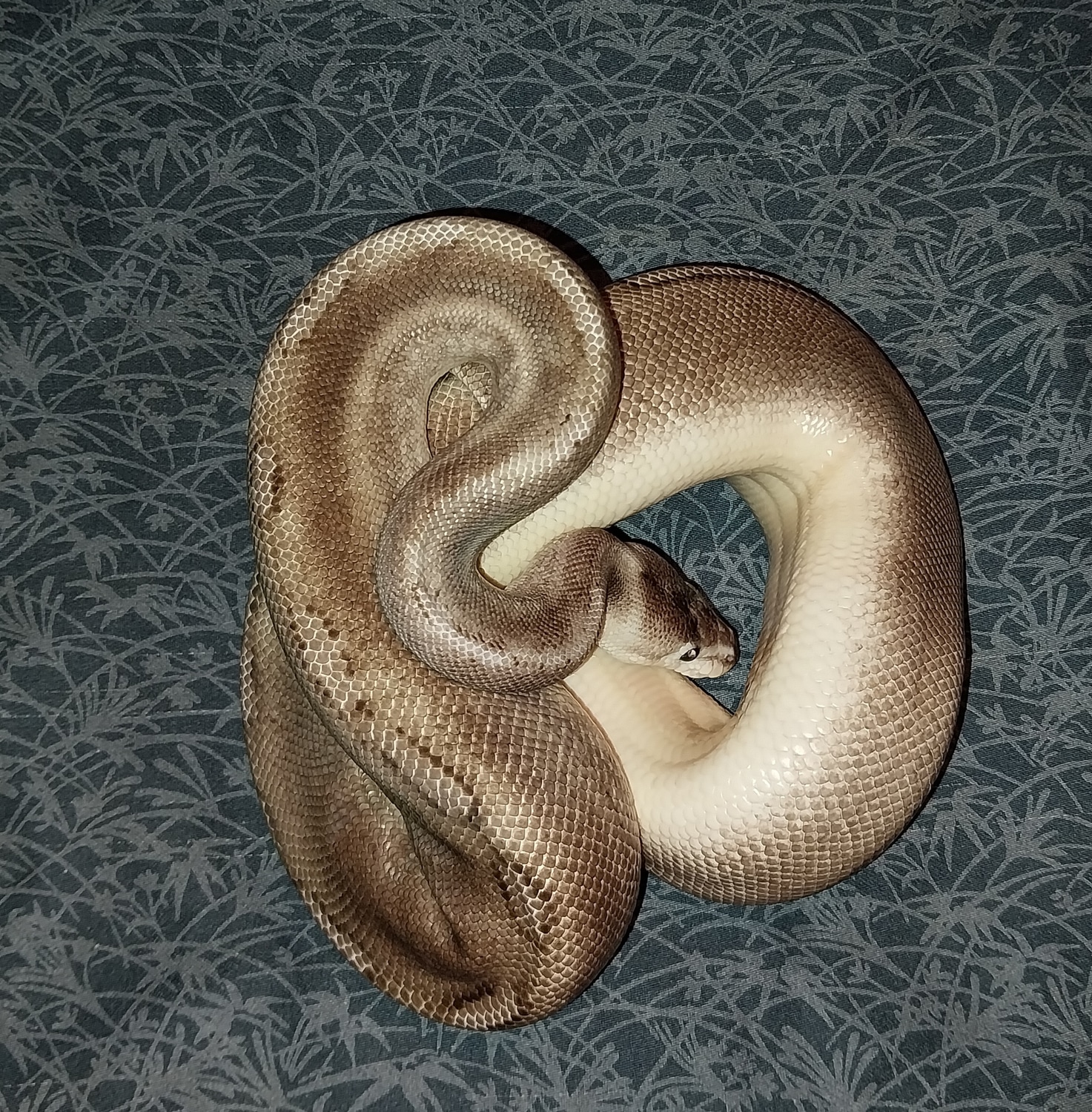 VPI Axanthic Champagne Het Genetic Stripe Ball Python by Canyon Country ...