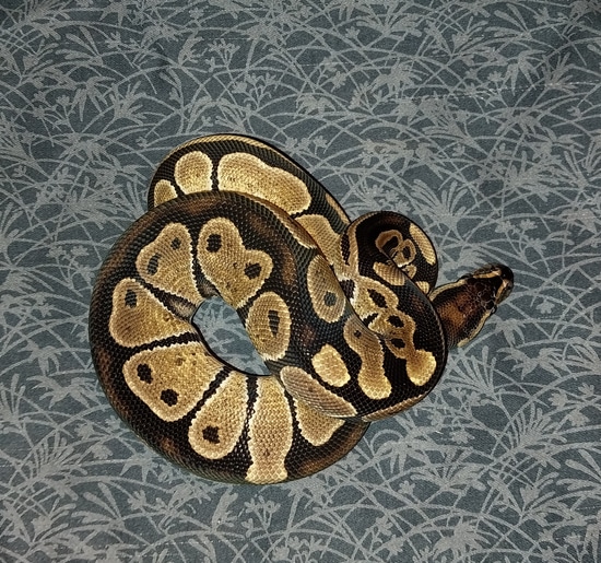 Normal Ball Python by Canyon Country Reptiles
