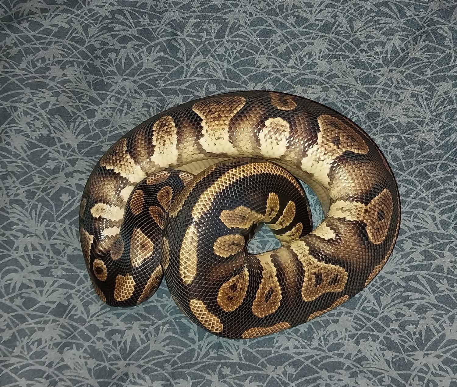 Mahogany 50% Het Orange Ghost Ball Python by Canyon Country Reptiles ...