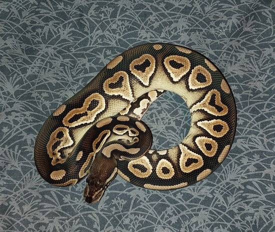 Phantom Cinnamon Het Albino Ball Python by Canyon Country Reptiles
