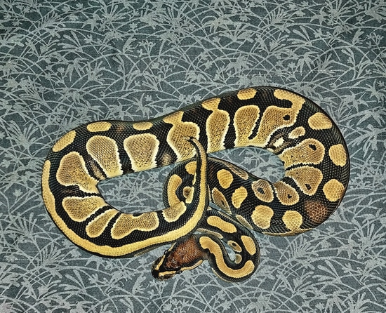 Het Albino Ball Python by Canyon Country Reptiles