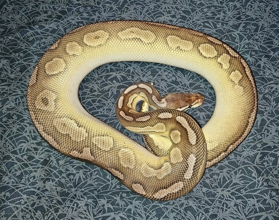 Bongo Lesser Cinnamon Fire Ball Python by Canyon Country Reptiles