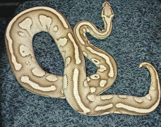 Leopard Butterfly Bullseye Dinker Ball Python by Canyon Country Reptiles