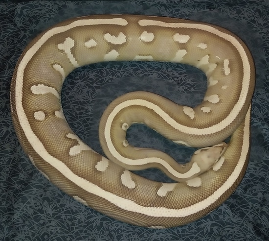 Leopard Butter Fire Bullseye Dinker Ball Python by Canyon Country Reptiles