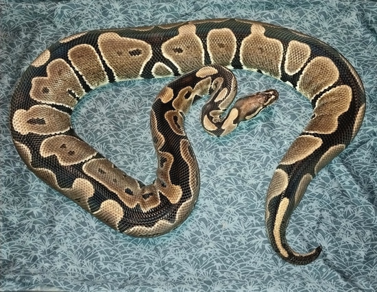 Normal Ball Python by Canyon Country Reptiles