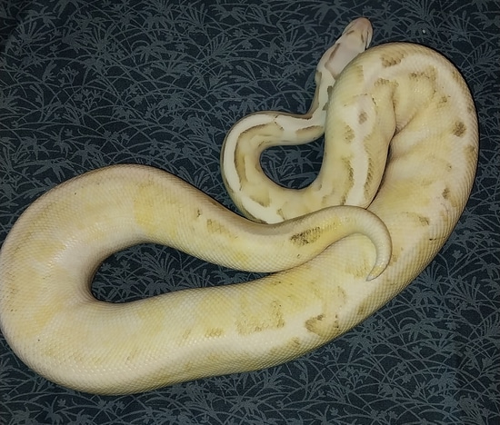 Pastel Enchi Disco Infeno Lace Ball Python by Canyon Country Reptiles