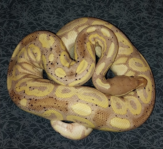 Banana Cinnamon Enchi Fire Ball Python by Canyon Country Reptiles