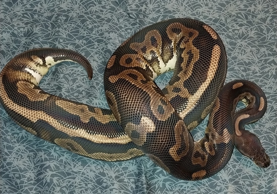 Cinnamon Leopard Disco/Fire/Vanilla Ball Python by Canyon Country Reptiles