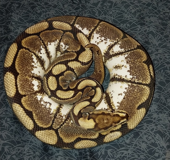 Spider Cinnamon Disco Yellowbelly Ball Python by Canyon Country Reptiles