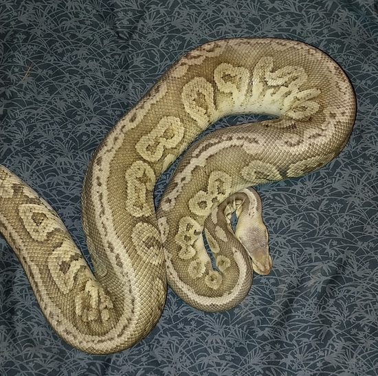 Hypo Black Pewter 50% Het Pied Ball Python by Canyon Country Reptiles