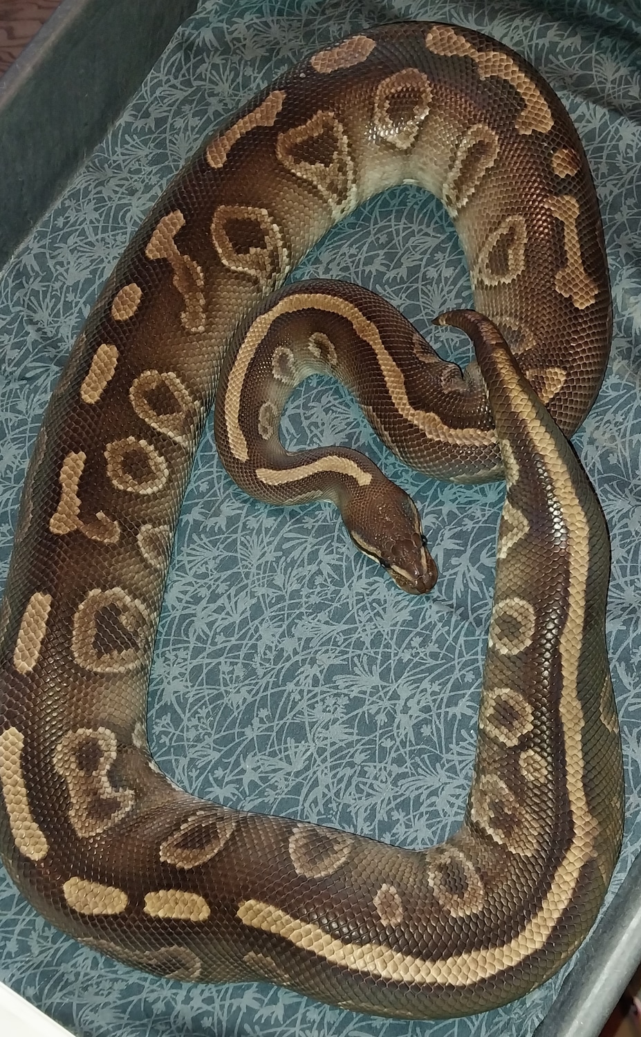 Mojave Black Pastel Sable Ball Python by Canyon Country Reptiles ...