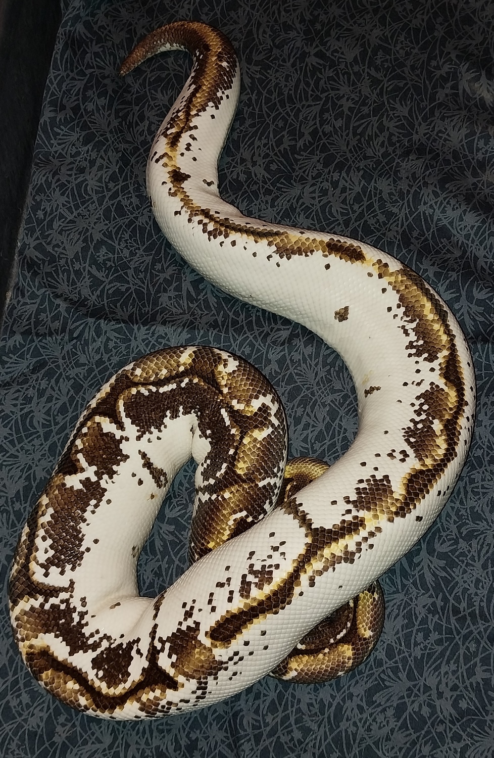 Enchi Spider Calico Ball Python by Canyon Country Reptiles - MorphMarket