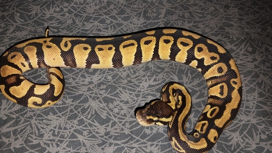 Pastel Venom Dinker Het Pied Ball Python by Canyon Country Reptiles