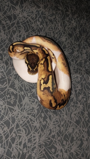 Yellowbelly Pied Ball Python by Canyon Country Reptiles