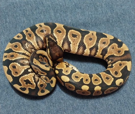 Yellowbelly Or Asphalt Ball Python by Canyon Country Reptiles