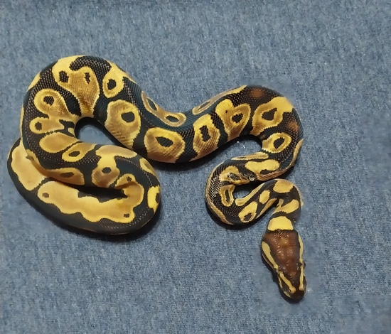 Disco Lace Ball Python by Canyon Country Reptiles