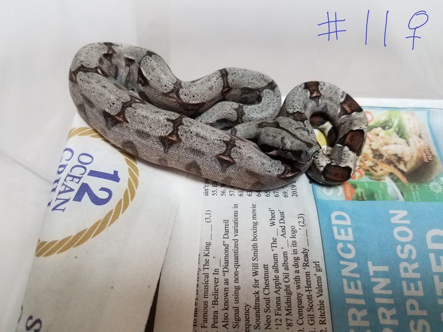 Normal Boa Constrictor by B&N Reptiles - MorphMarket