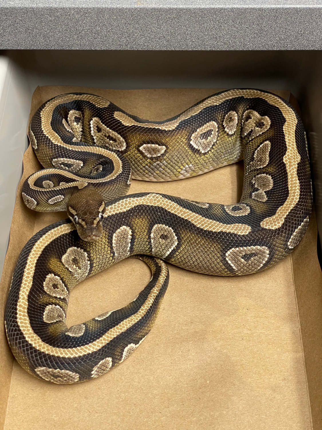Mojave DH Lavender Albino Hypo 66% Het Clown Ball Python by Cape Snakes ...