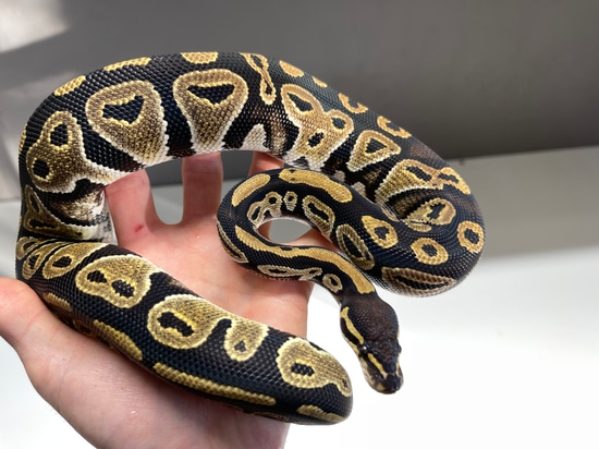 Blackhead DH Hypo Clown Ball Python by Cape Snakes