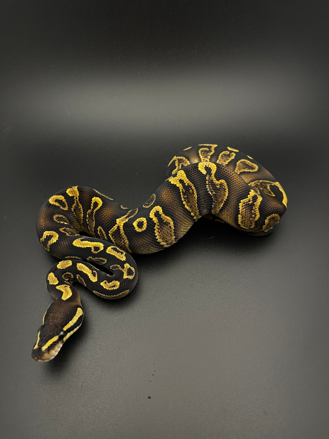 Ghi Bh Yb Ball Python by Cape Snakes - MorphMarket