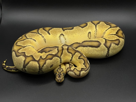 Free ️ Pastel Enchi Clown Het Hypo Ball Python by Cape Snakes