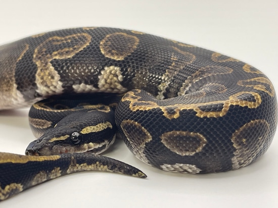 GHI BH Spotnose Ball Python by Cape Snakes