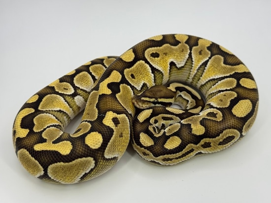 Lesser DH Hypo Clown Ball Python by Cape Snakes