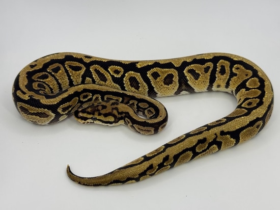 Spotnose Specter Ball Python by Cape Snakes