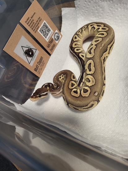 Savannah Pewter Lace Ball Python by 4th Floor Exotics