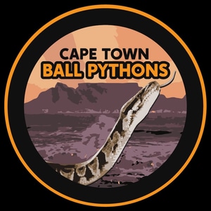 Cape Town Ball Pythons - MorphMarket