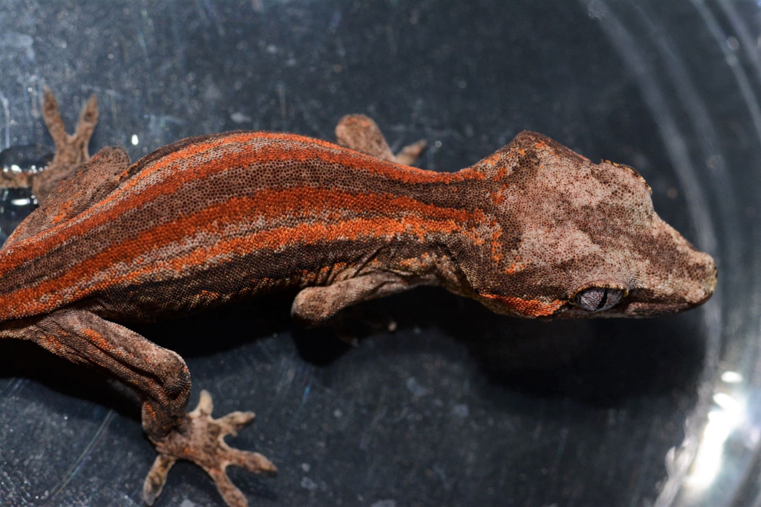 Red And Orange Striped Pos Phantom Eye Gargoyle Gecko by Capital Geckos ...