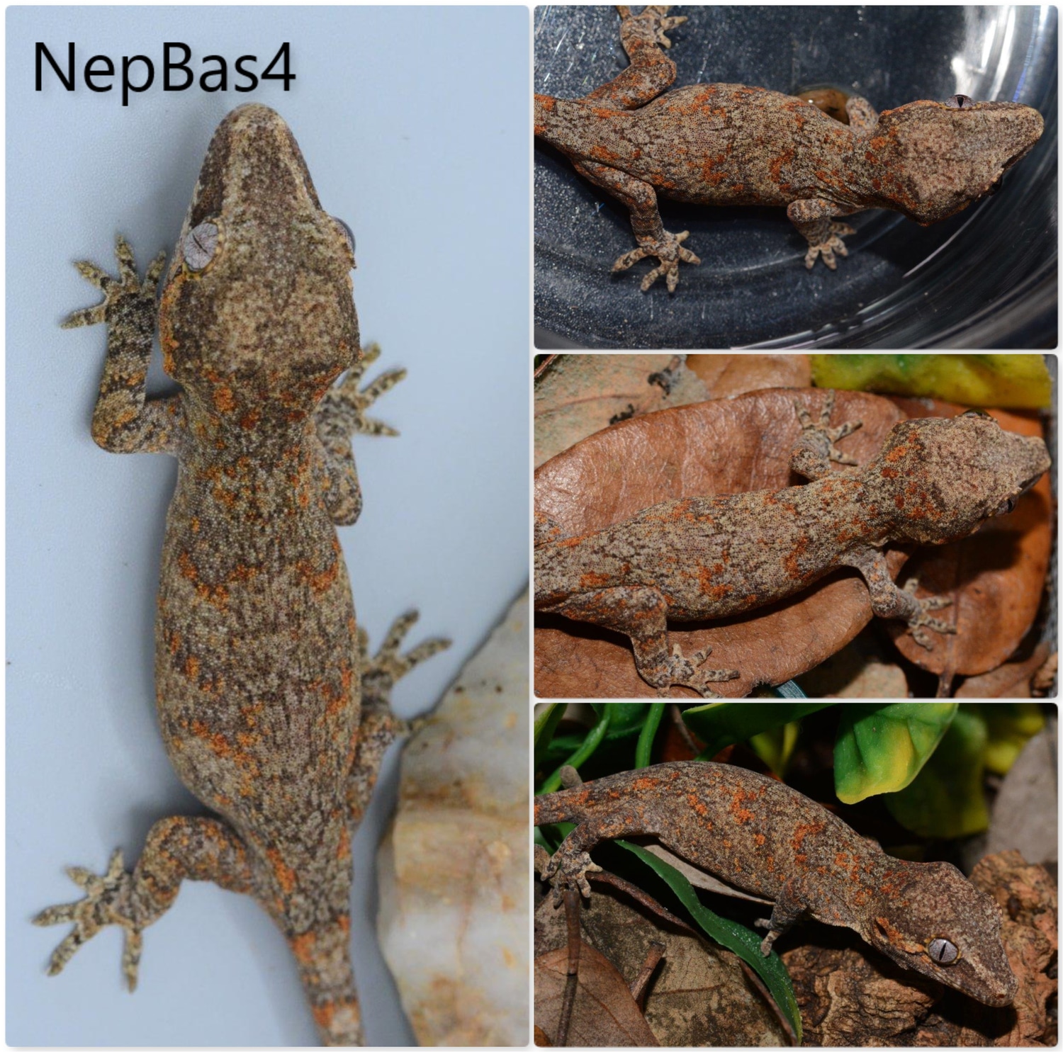 Orange Blotch Reticulated Gargoyle Gecko by Capital Geckos - MorphMarket