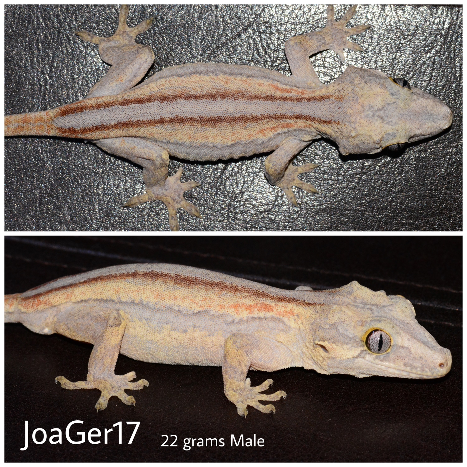 Red And White Stripe Pos Phantom Eye Gargoyle Gecko by Capital Geckos ...