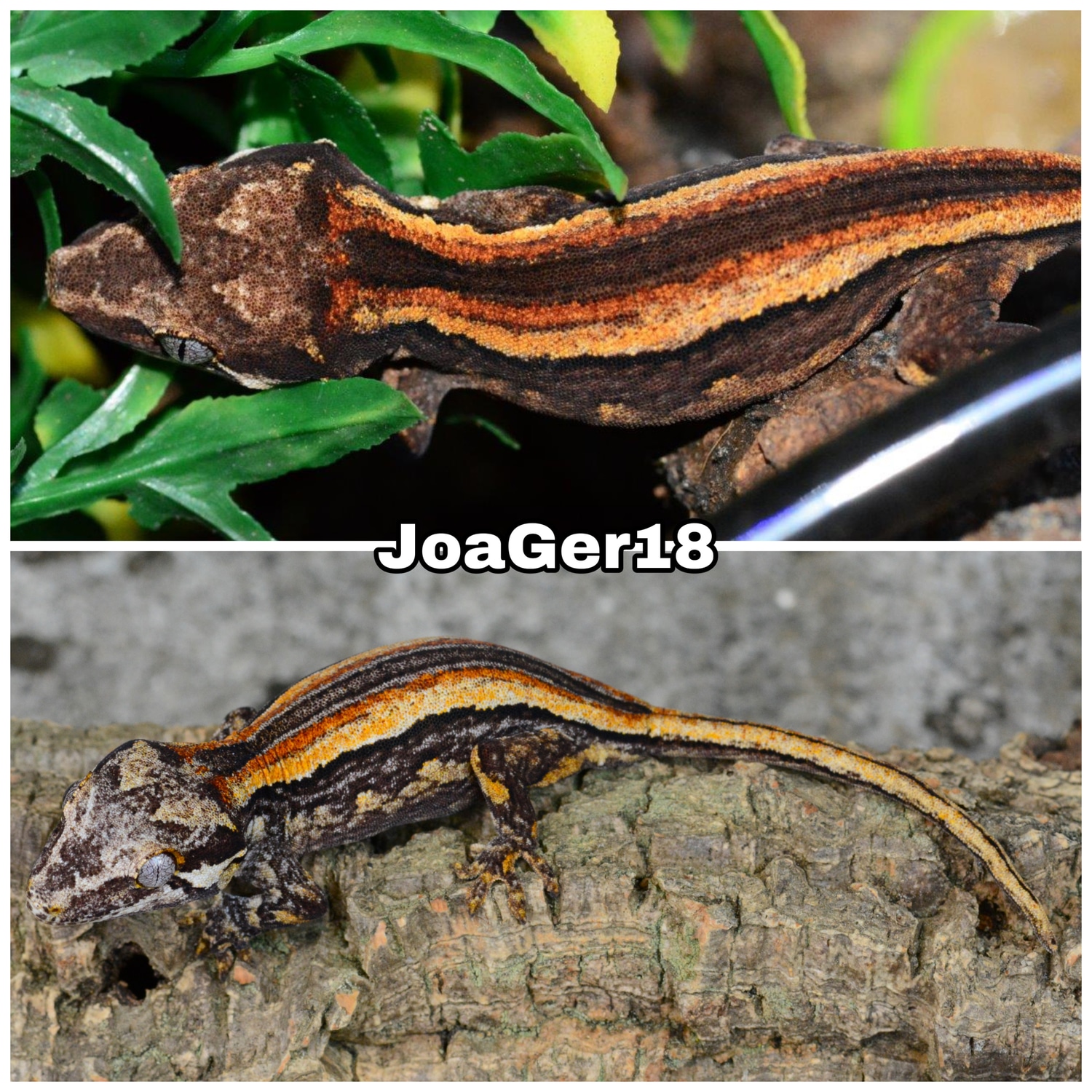 Unique Colorful Stripe Possible Phantom Eye Gargoyle Gecko by Capital ...