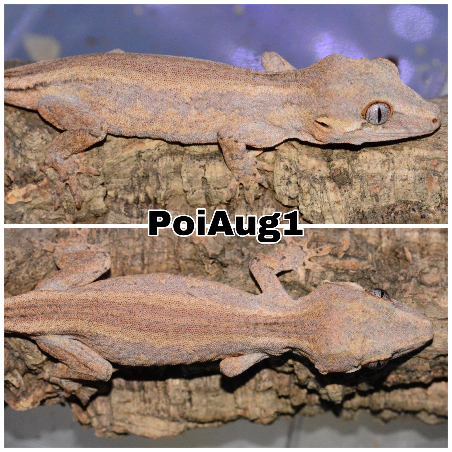 Pink Stripe F3 Gen Gargoyle Gecko by Capital Geckos - MorphMarket