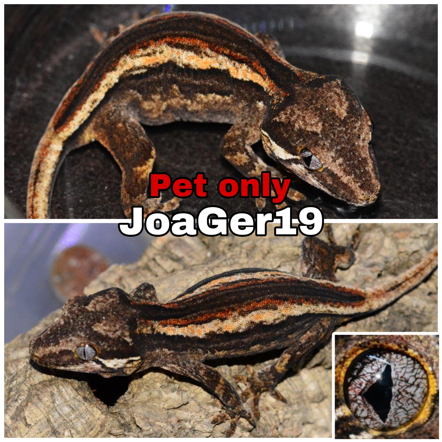 Pet Only Stripe Gargoyle Gecko by Capital Geckos - MorphMarket