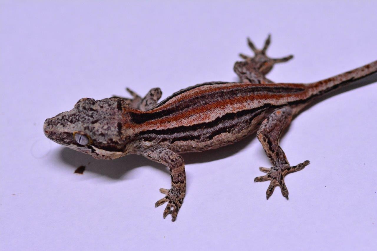 Unique Bold-striped Red And Orange With Blue Eyes (Phantom Potential ...