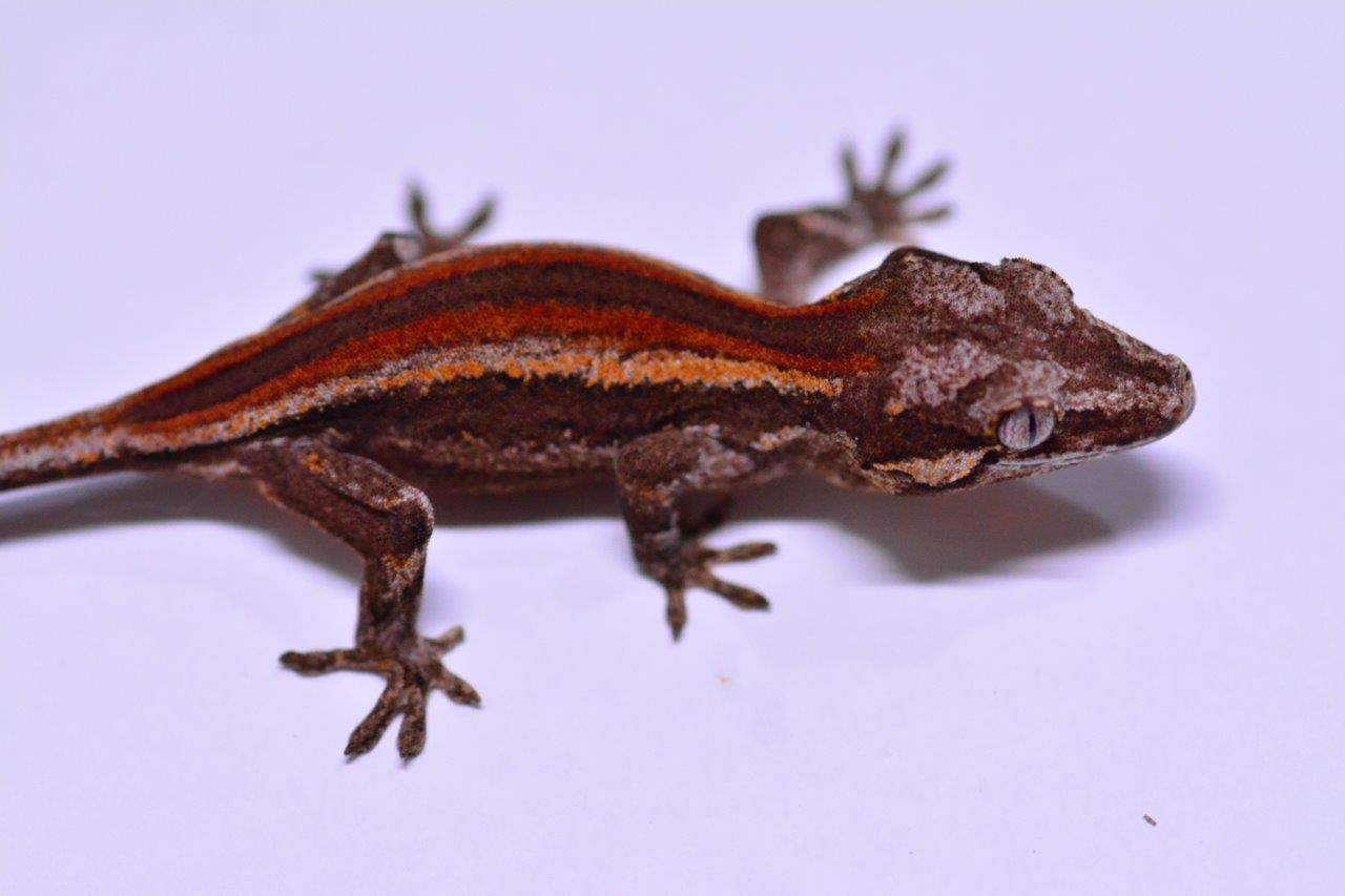 Red And Yellow Stripe With White And Brown Base (Phantom Lineage ...