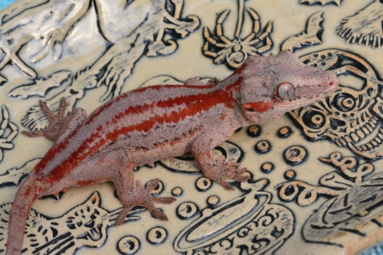 Red Six Stripe With Pink-red Base Gargoyle Gecko by Capital Geckos