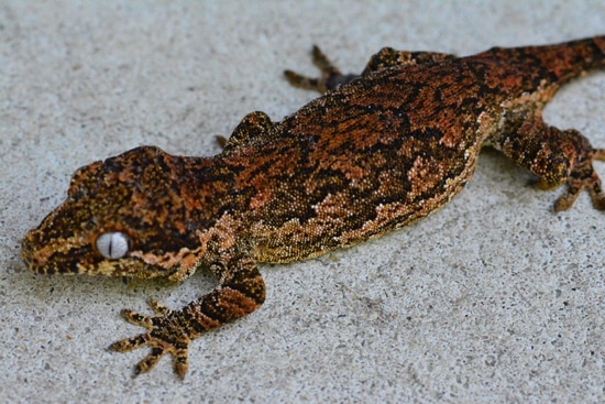 RTB Pink Base Orange Blotch (F2 Gen With Phantom Parent) Gargoyle Gecko ...