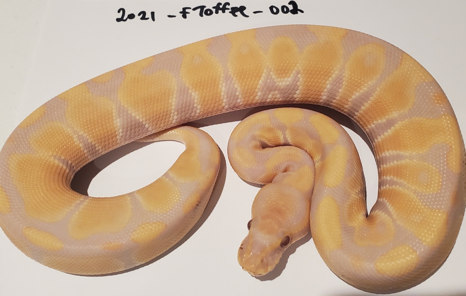 Toffee Ball Python by Capital Royals - MorphMarket